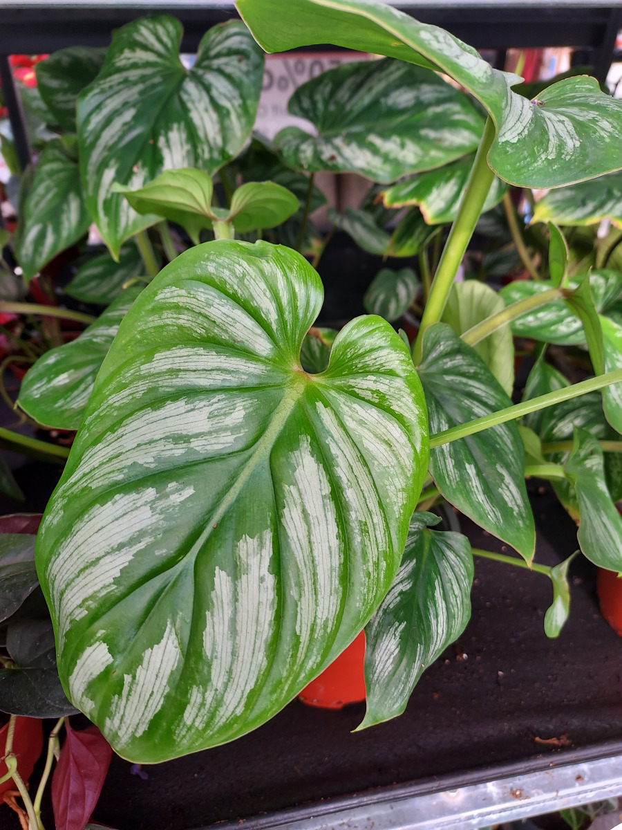 What's New in the Garden Center this Week - Agway of Cape Cod