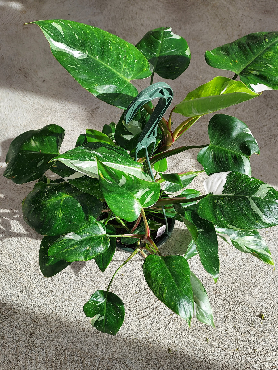 What's New in the Garden Center this Week - Agway of Cape Cod