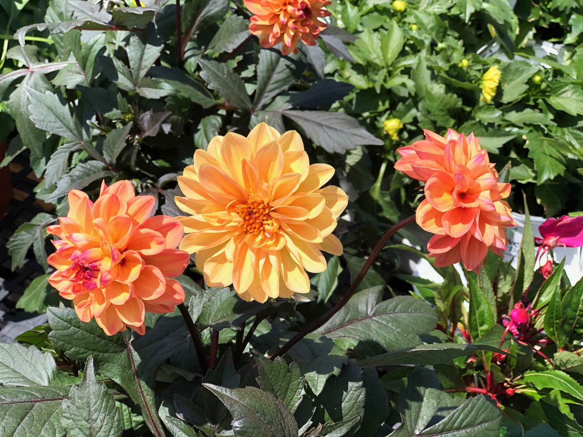 Pollinators - Agway of Cape Cod