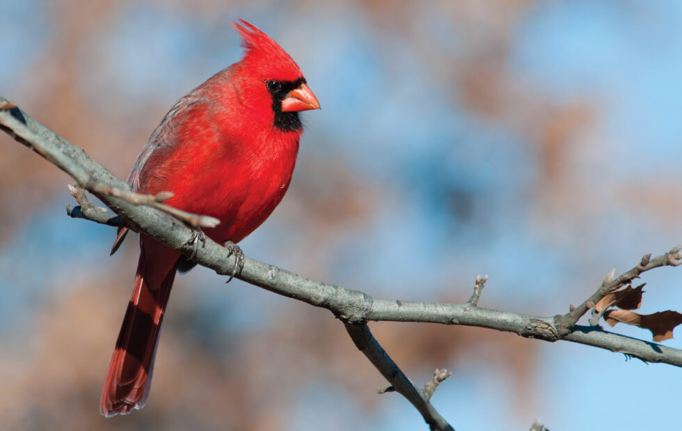 Homepage - Agway of Cape Cod