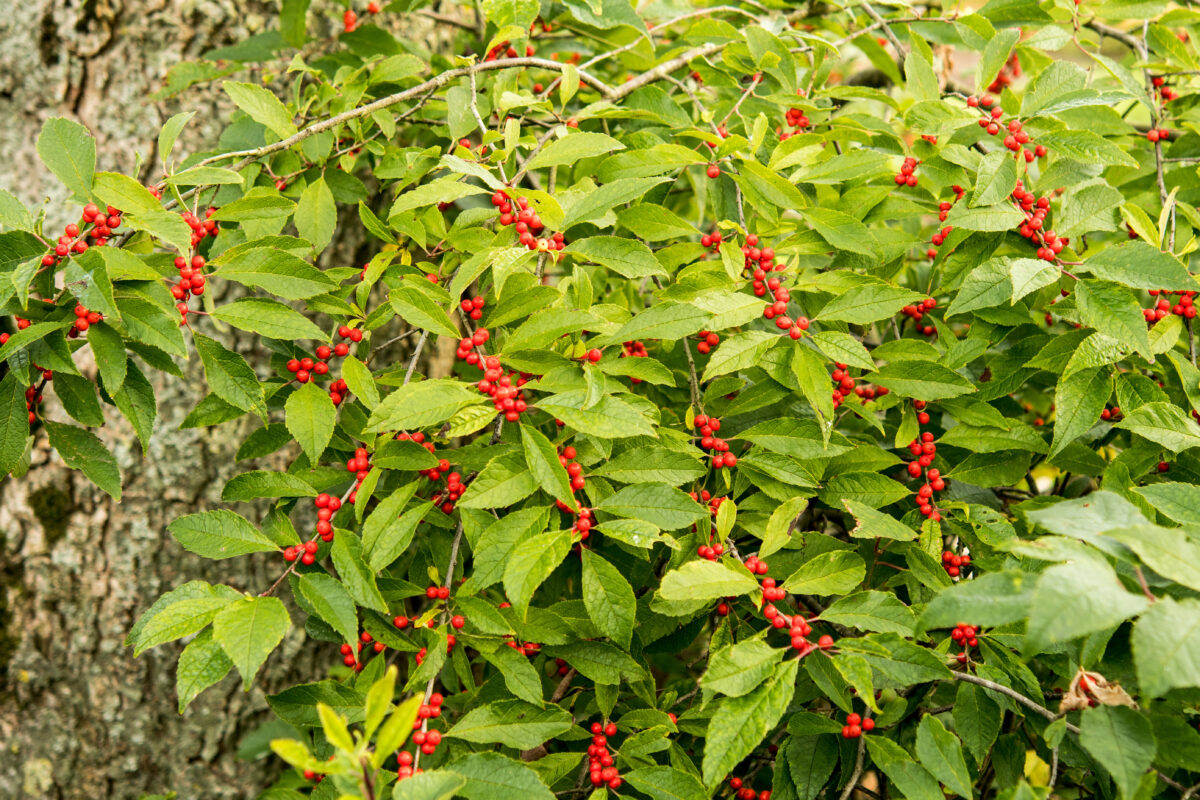 The Showgarden Shrubs - Agway of Cape Cod