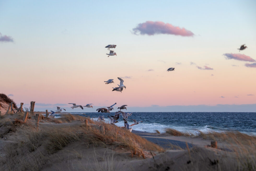 How To Attract Beautiful Birds To Your Yard - Agway of Cape Cod