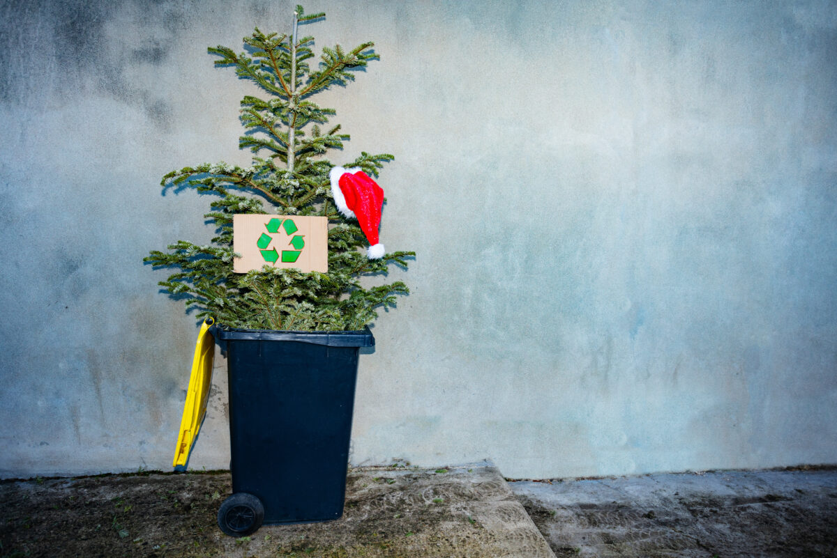 How To Prolong The Life Of Your Christmas Tree - Agway of Cape Cod