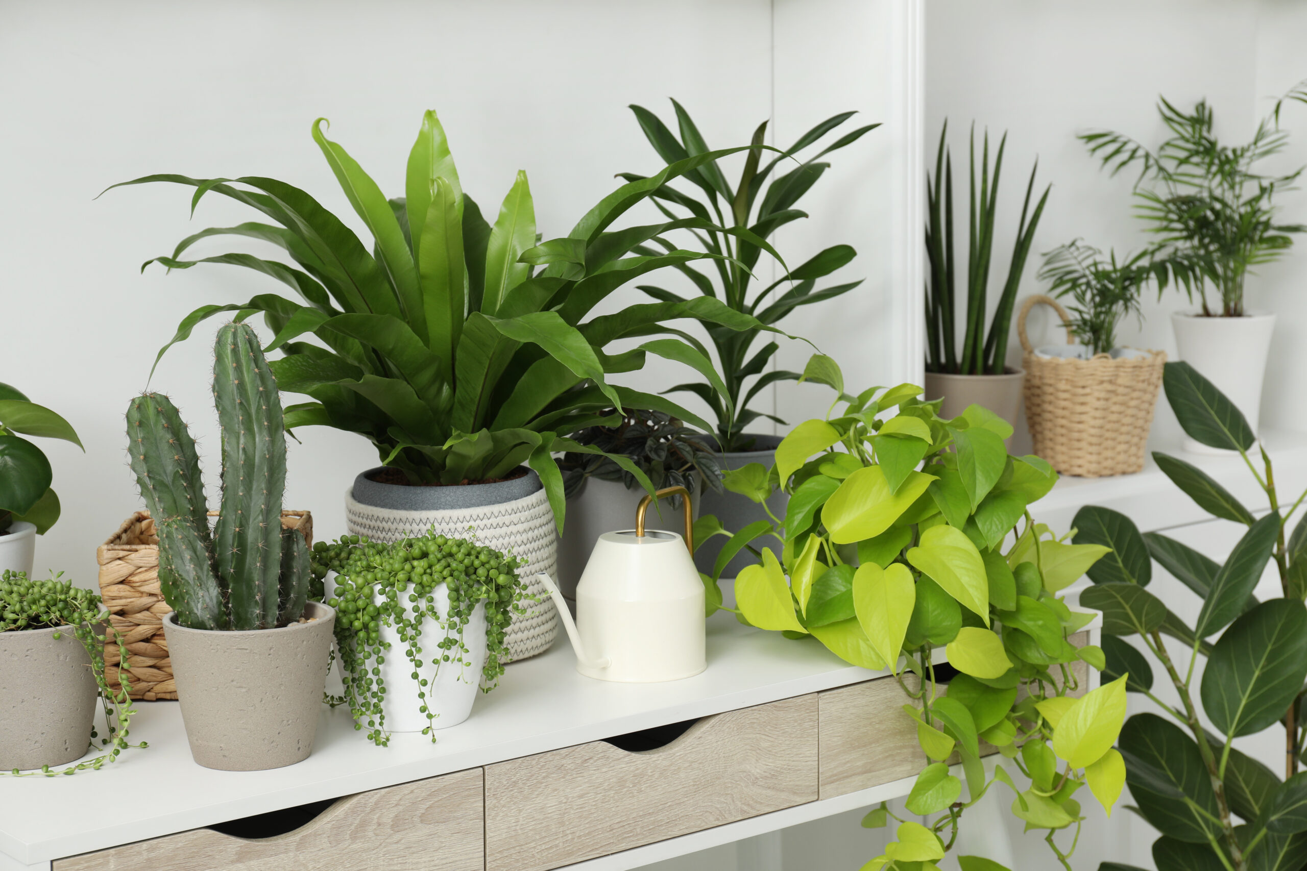 How To Grow Houseplants in 2024 - Agway of Cape Cod