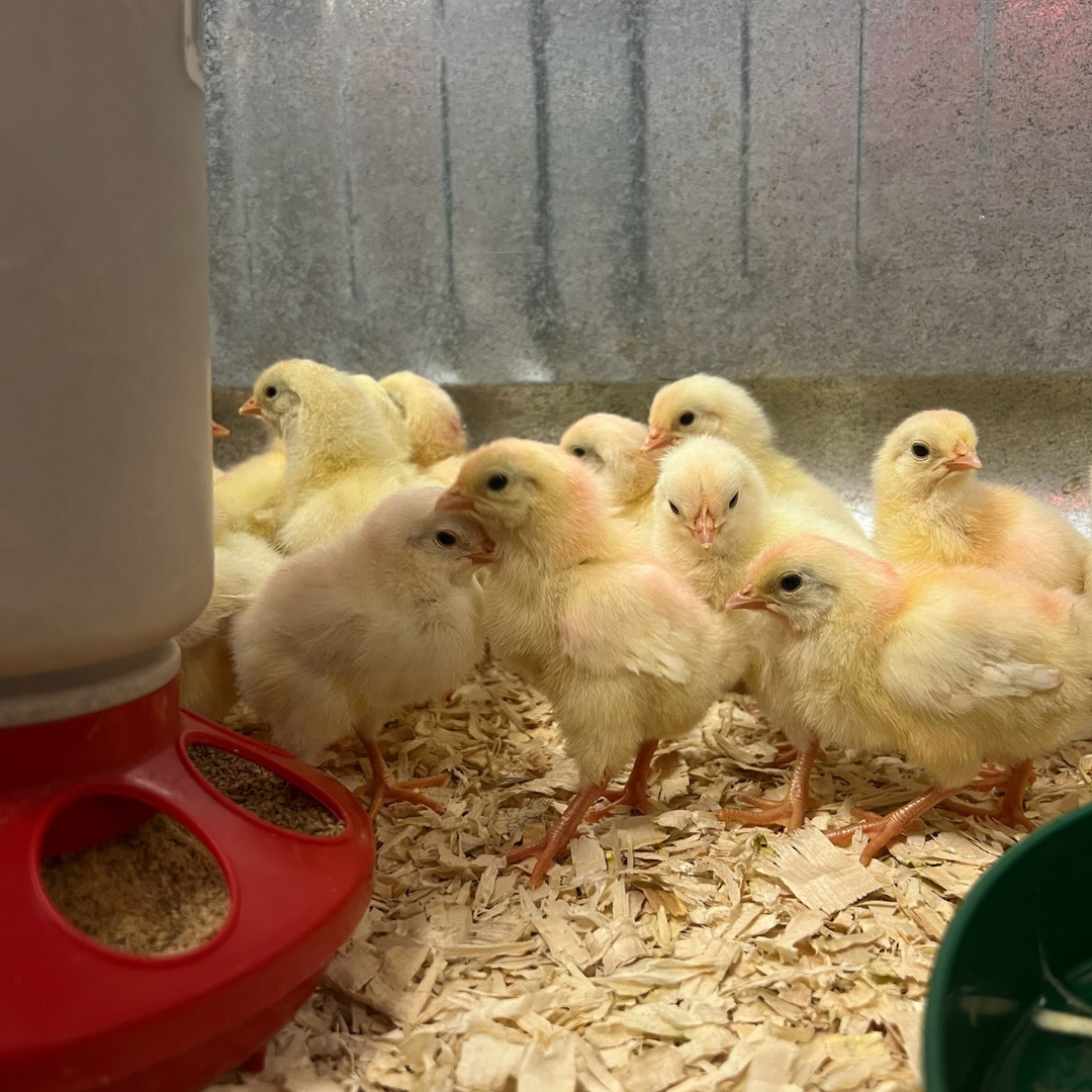 Chicks - The Ultimate Care Guide - Agway of Cape Cod