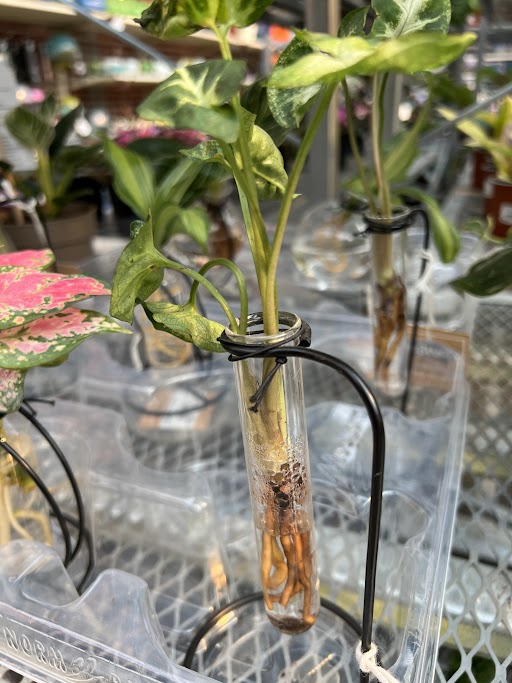 Bring Your Garden Indoors with Hydroponics - Agway of Cape Cod