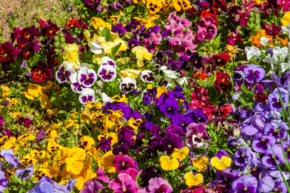 Spring Flowers: Exploring Cape Cod's Blooms - Agway of Cape Cod