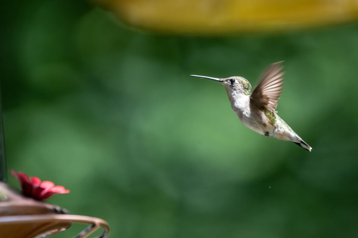 Hummingbirds Are Back in Cape Cod - Agway of Cape Cod