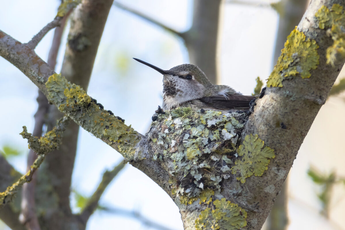 Hummingbirds Are Back in Cape Cod - Agway of Cape Cod