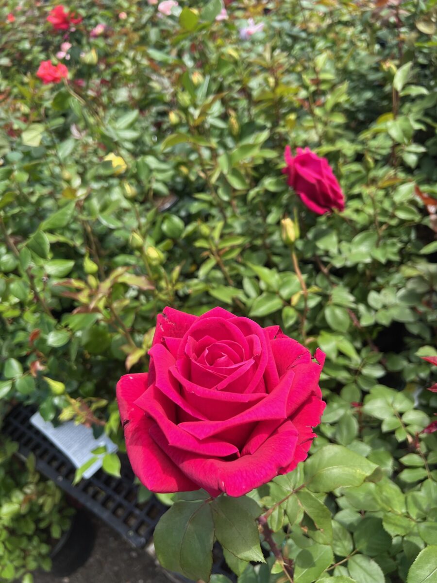 Welcoming Roses to Cape Cod - Agway of Cape Cod