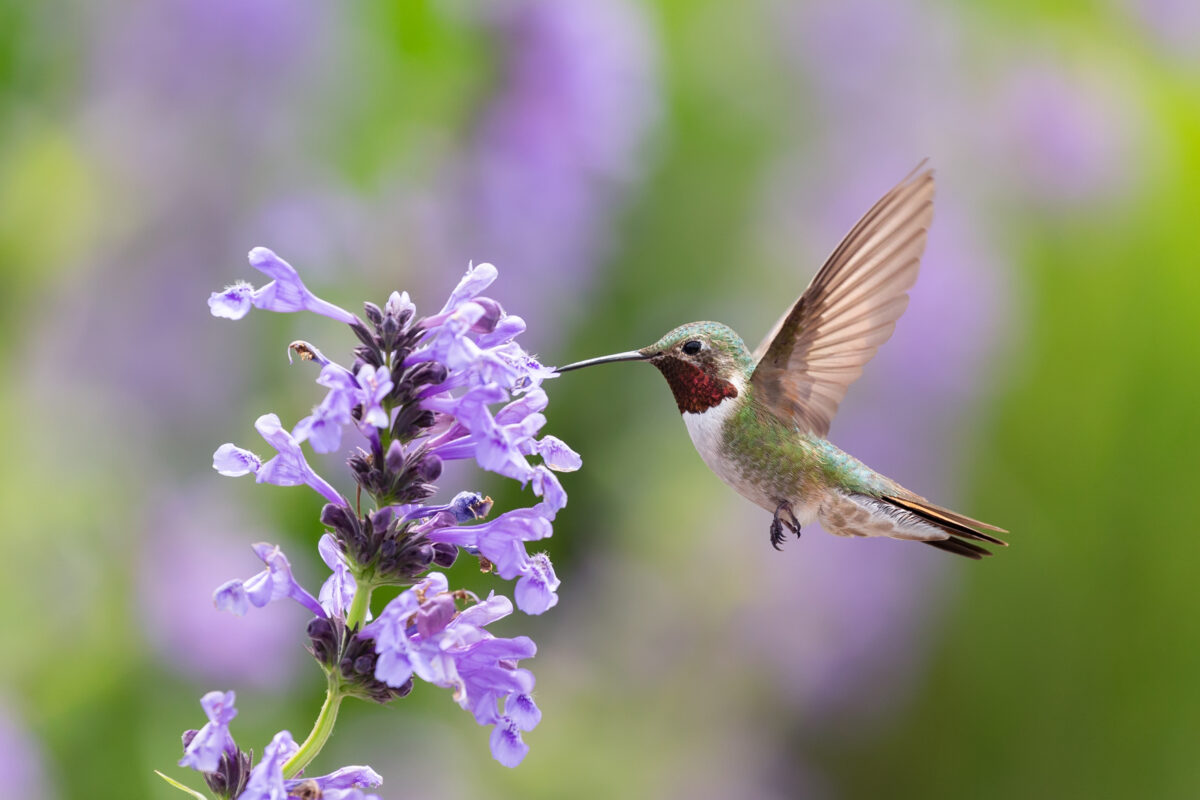 National Hummingbird Day: Celebrating Nature’s Tiny Jewels - Agway of ...