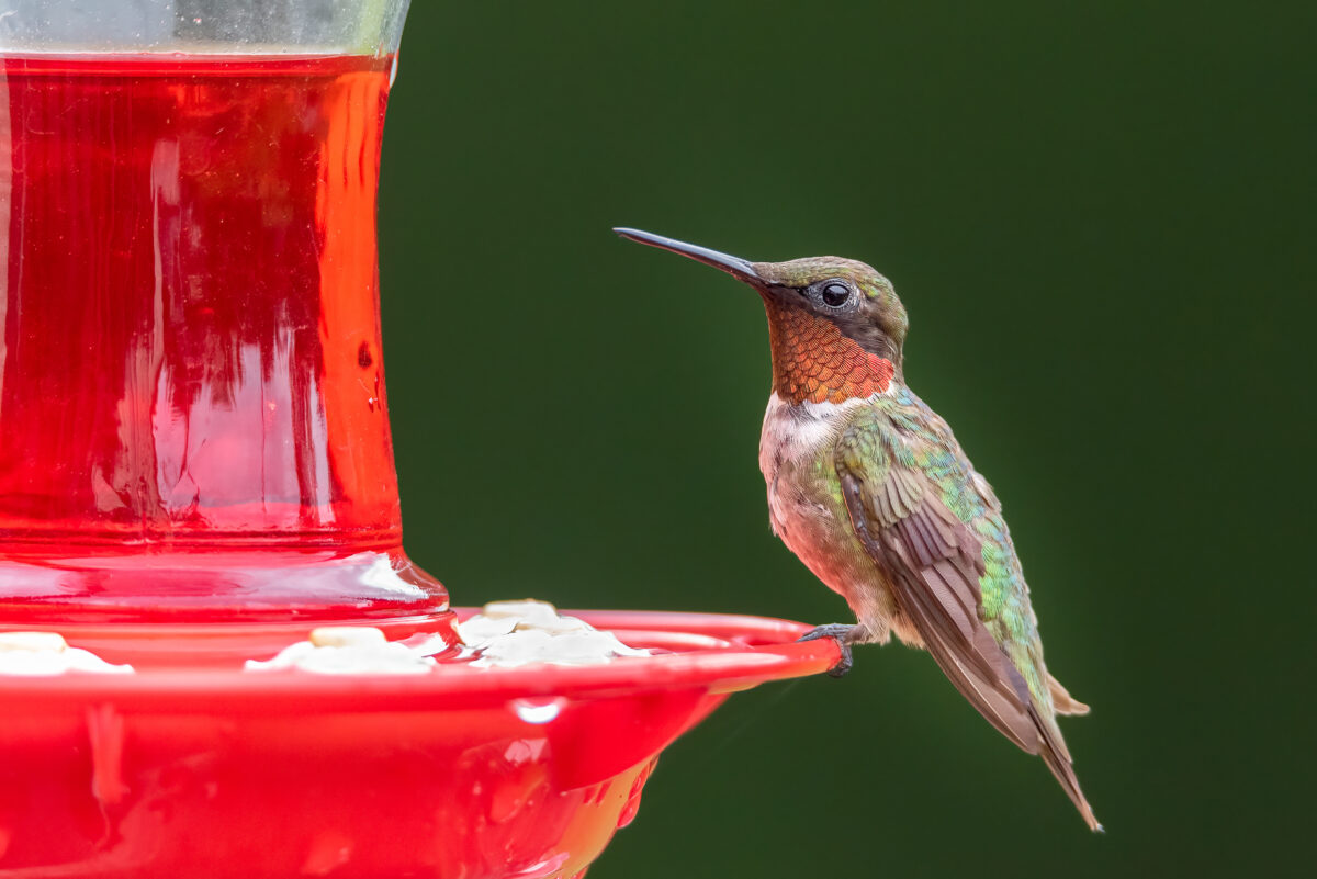 National Hummingbird Day: Celebrating Nature’s Tiny Jewels - Agway of ...