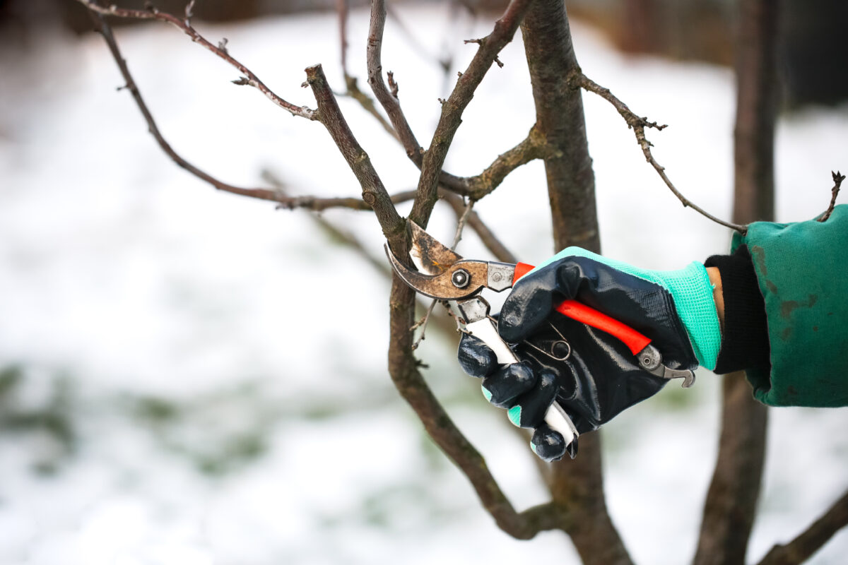 Preventing and Managing Ice Damage to Trees and Shrubs in Cape Cod - Agway of Cape Cod