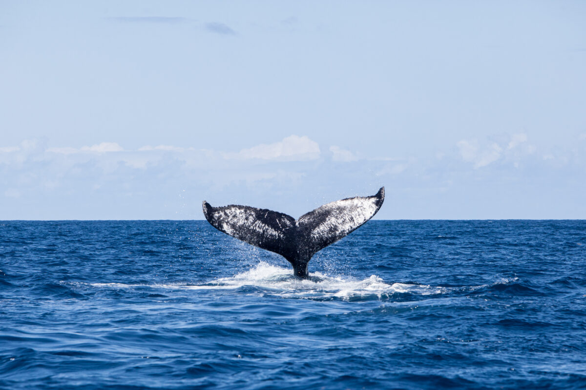 World Whale Day - Agway of Cape Cod