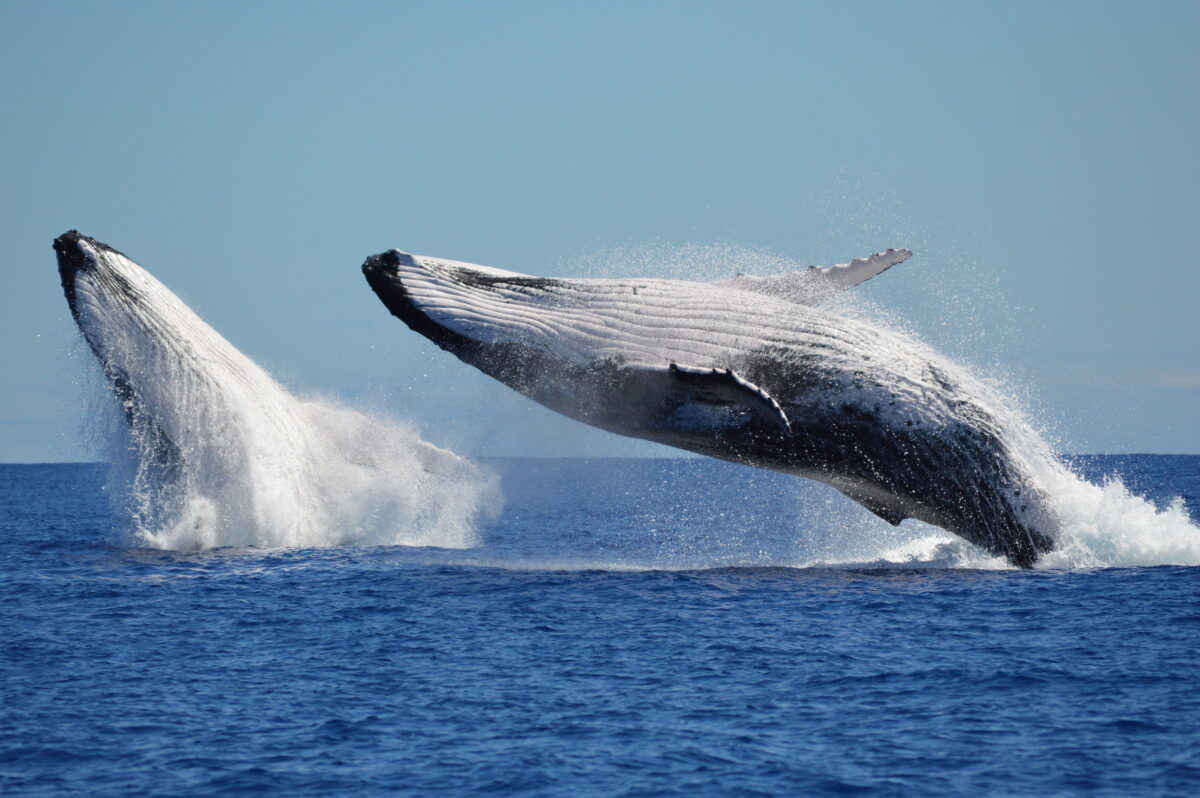 World Whale Day - Agway of Cape Cod
