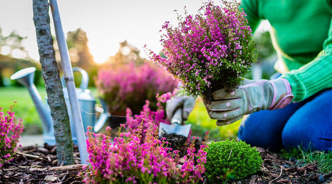 Celebrating Women Pioneers of Gardening - Agway of Cape Cod