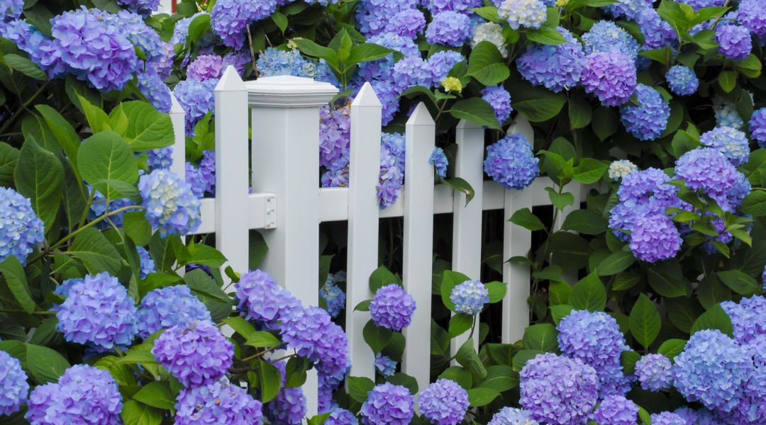 Planting a Cape Cod Heritage Garden: A Nod to Local History - Agway of ...